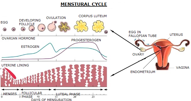 Sketch the labeled diagrams. Menstrual cycle.