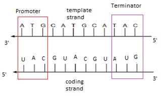 a) Construct a complete transcription unit with promoter and terminator ...